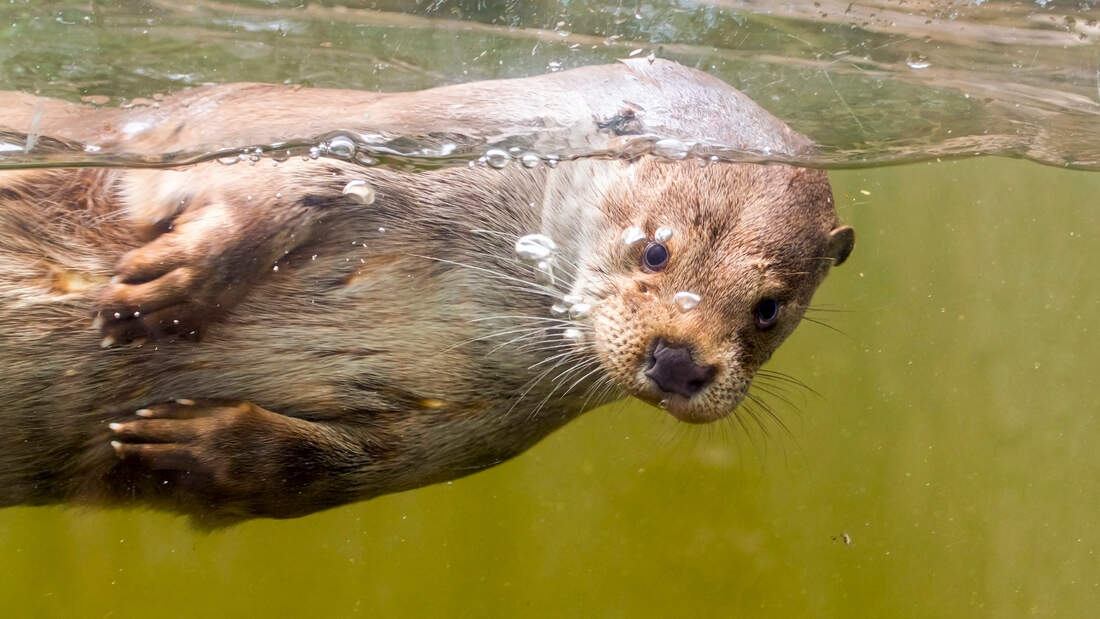 WWF - Rote Liste - Artenschutz | outdoor-magazin.com