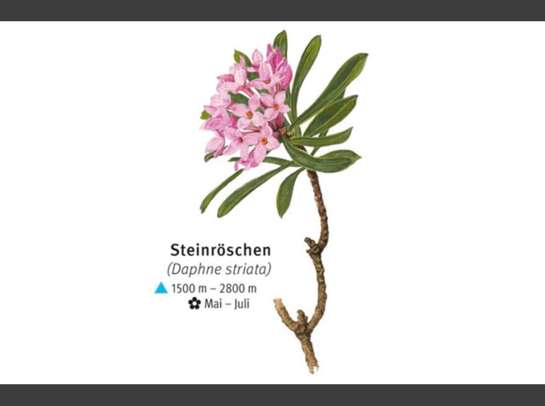 44 seltene und geschütze Alpen-Pflanzen: So sehen sie aus - outdoor ...
