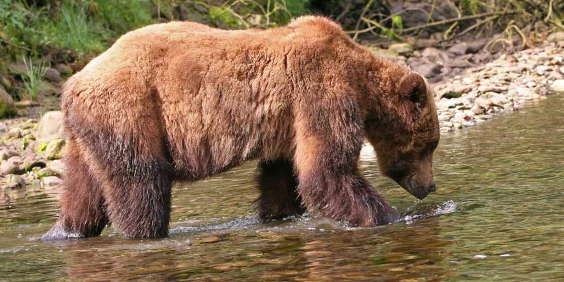 Bären-Know-how - outdoor-magazin.com