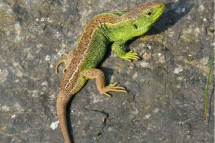 Exoten der heimischen Natur: Echsen | outdoor-magazin.com