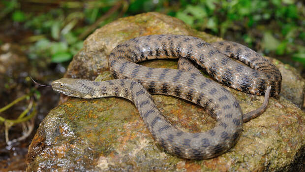 Schlangen in Deutschland: Welche Arten gibt es? | outdoor-magazin.com