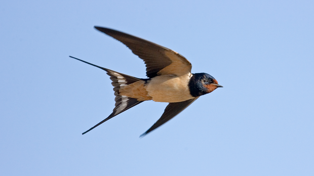 11 Vögel, die es in den Süden zieht | outdoor-magazin.com