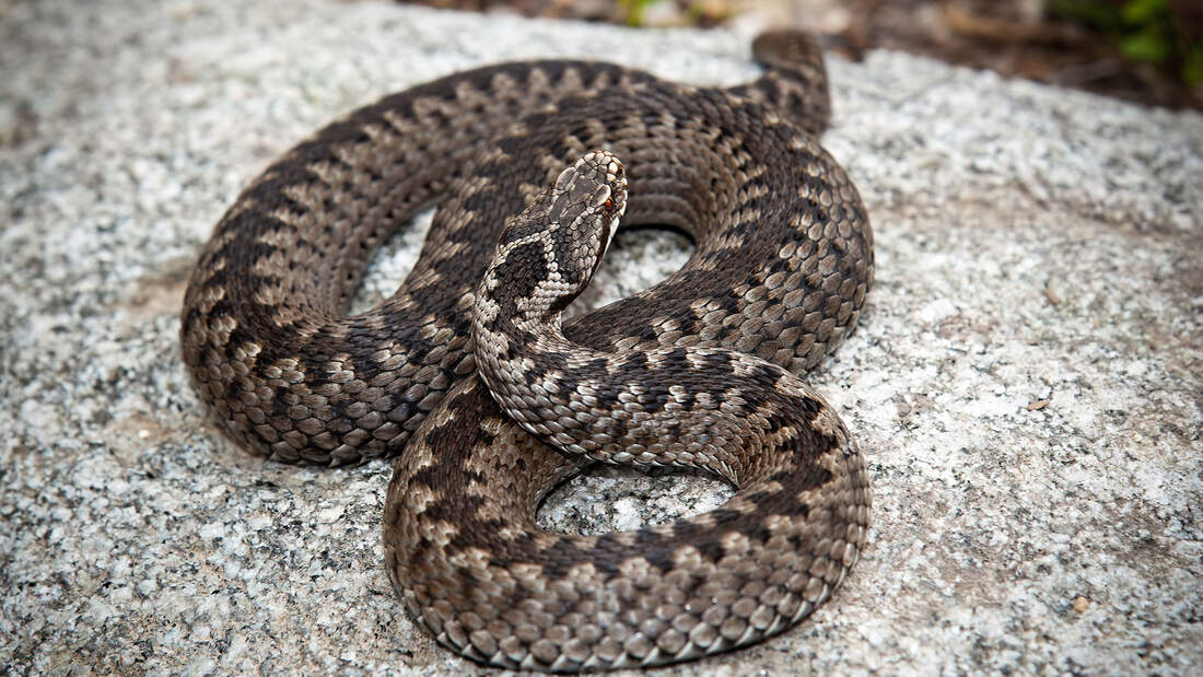 Schlangen in Deutschland: Welche Arten gibt es? | outdoor-magazin.com