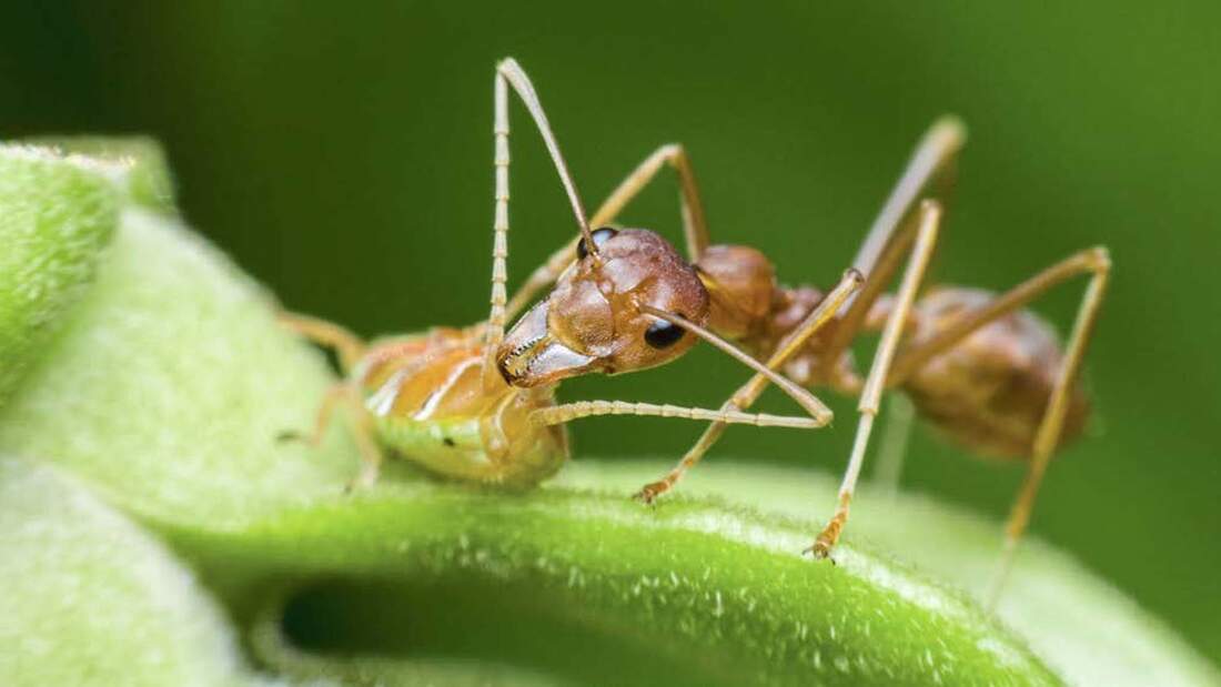 Diese Tiere bilden in Symbiosen ein starkes Team | outdoor-magazin.com