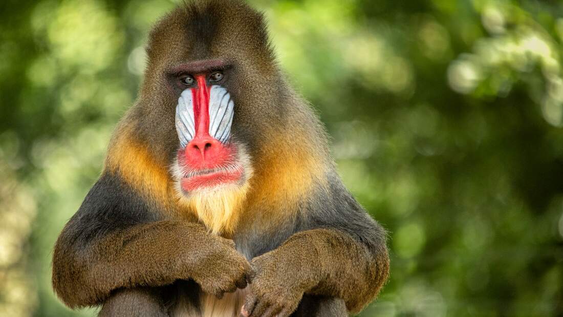 Tierische Weltrekorde | outdoor-magazin.com