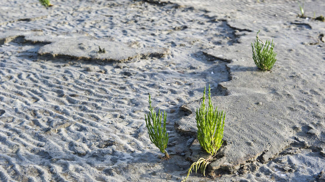 Queller- alle Infos zur essbaren Nutz - und Heilpflanze | outdoor ...