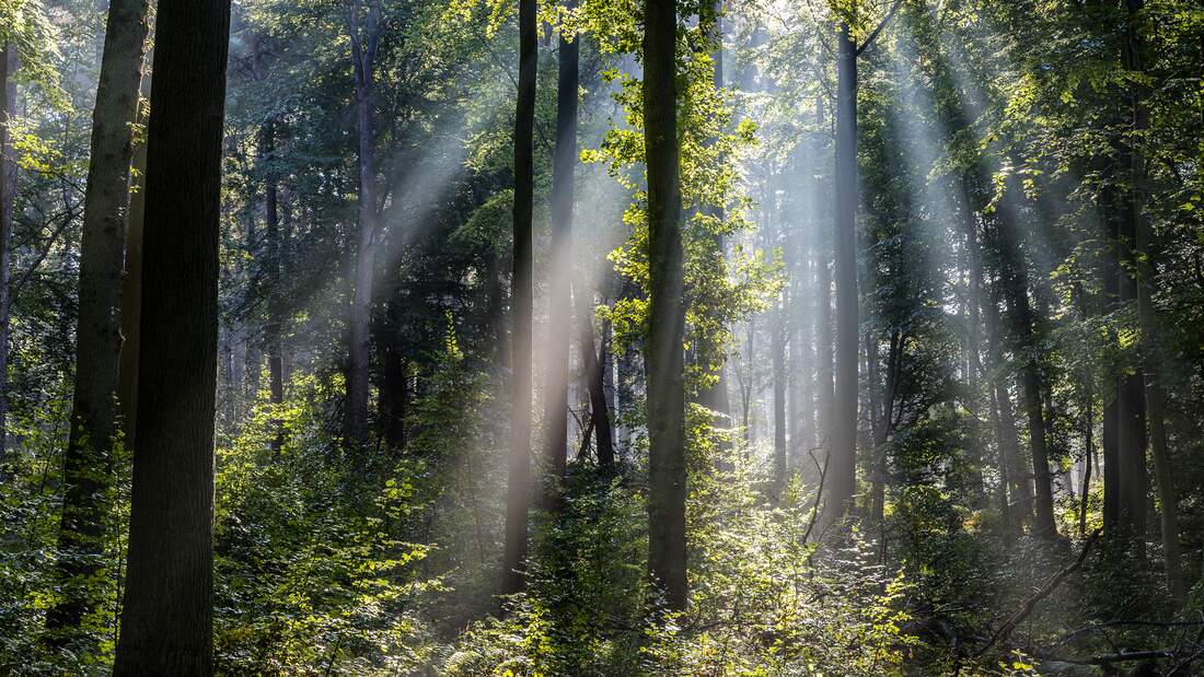 Waldbewohner zur Winterzeit