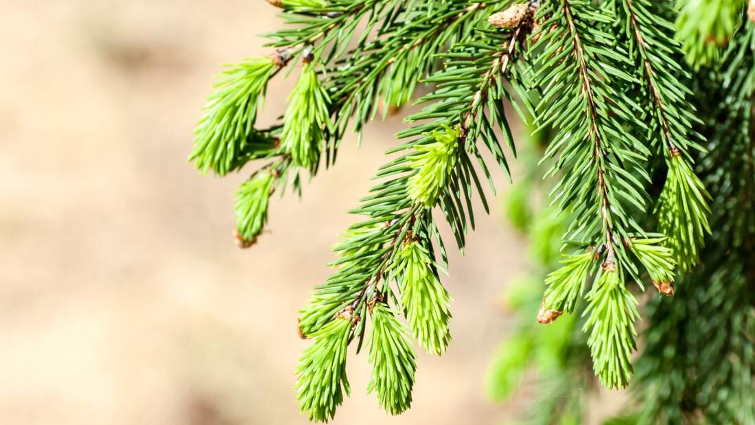 Rotfichte - alle Infos zur essbaren Nutz - und Heilpflanze | outdoor ...