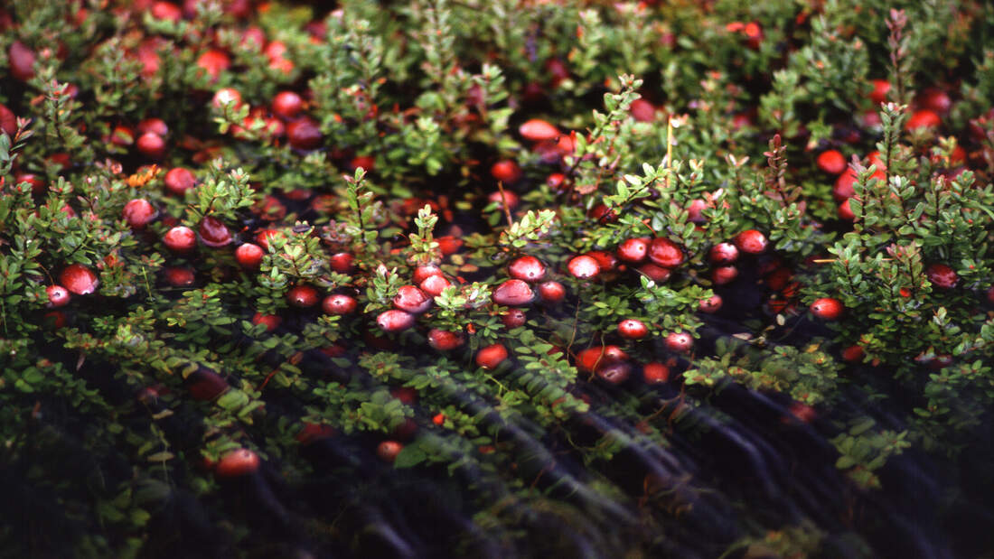 Essbare Pflanzen richtig nutzen: Moosbeere - Cranberry