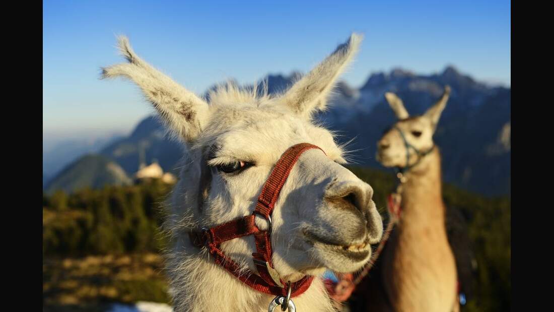 Was Sie schon immer über Lamas wissen wollten - outdoor-magazin.com