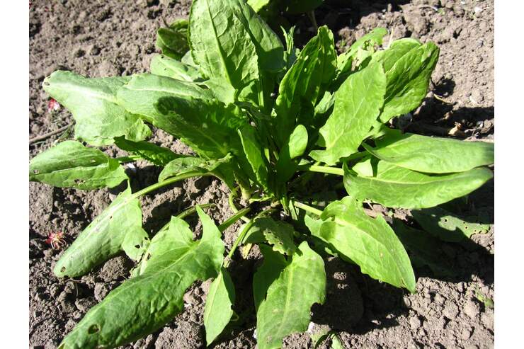 Großer Ampfer - alle Infos zur essbaren Nutz - und Heilpflanze ...