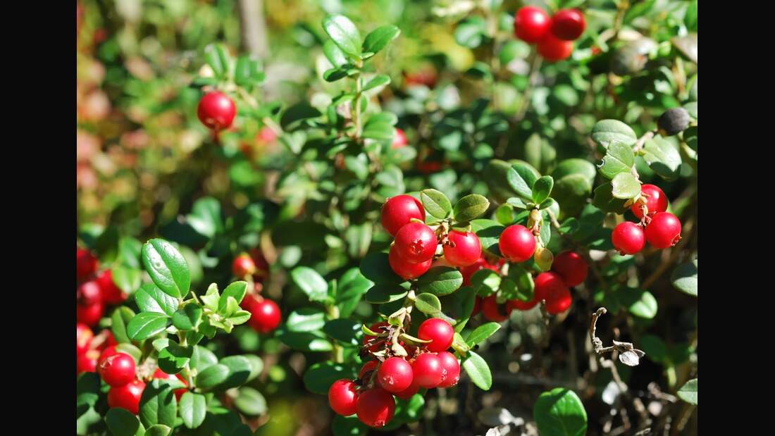 Preiselbeere - alle Infos zur essbaren Nutz - und Heilpflanze - outdoor ...